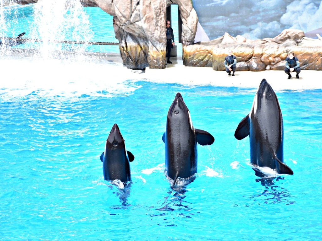 New attractions at SeaWorld San Diego