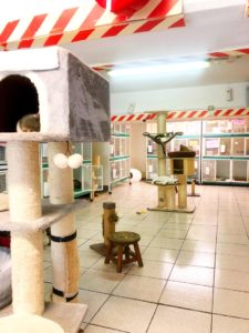 Torre Argentina cat sanctuary in Rome by Orange County guide for families