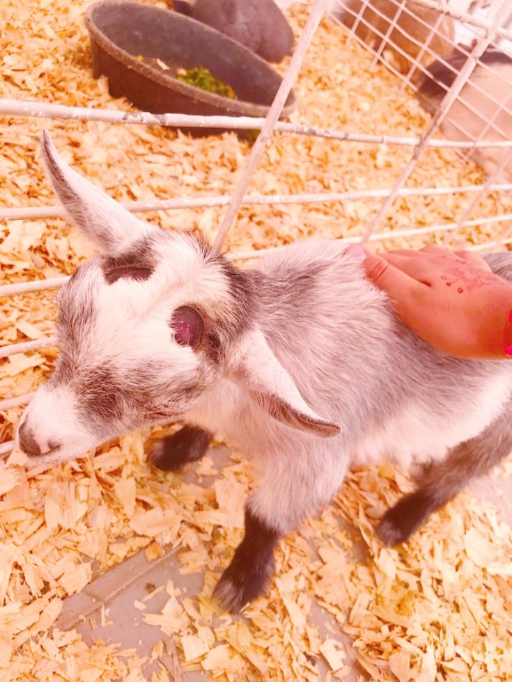 OC Fair Free Days and More Free Kid-Friendly Things to Do at the Fair