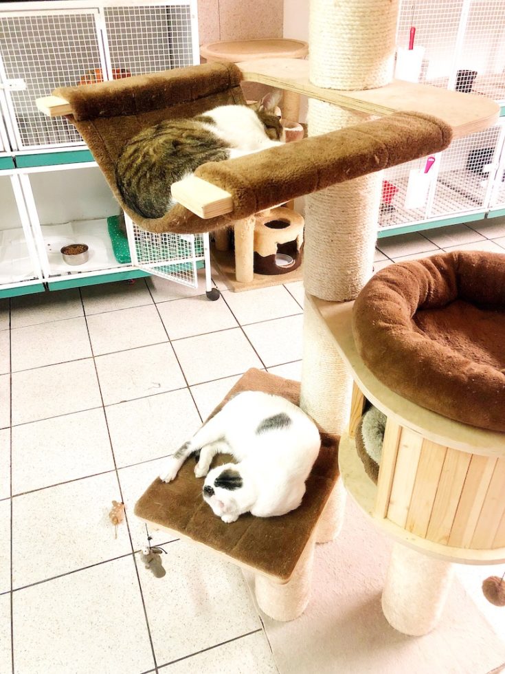 Torre Argentina cat sanctuary in Rome by Orange County guide for families