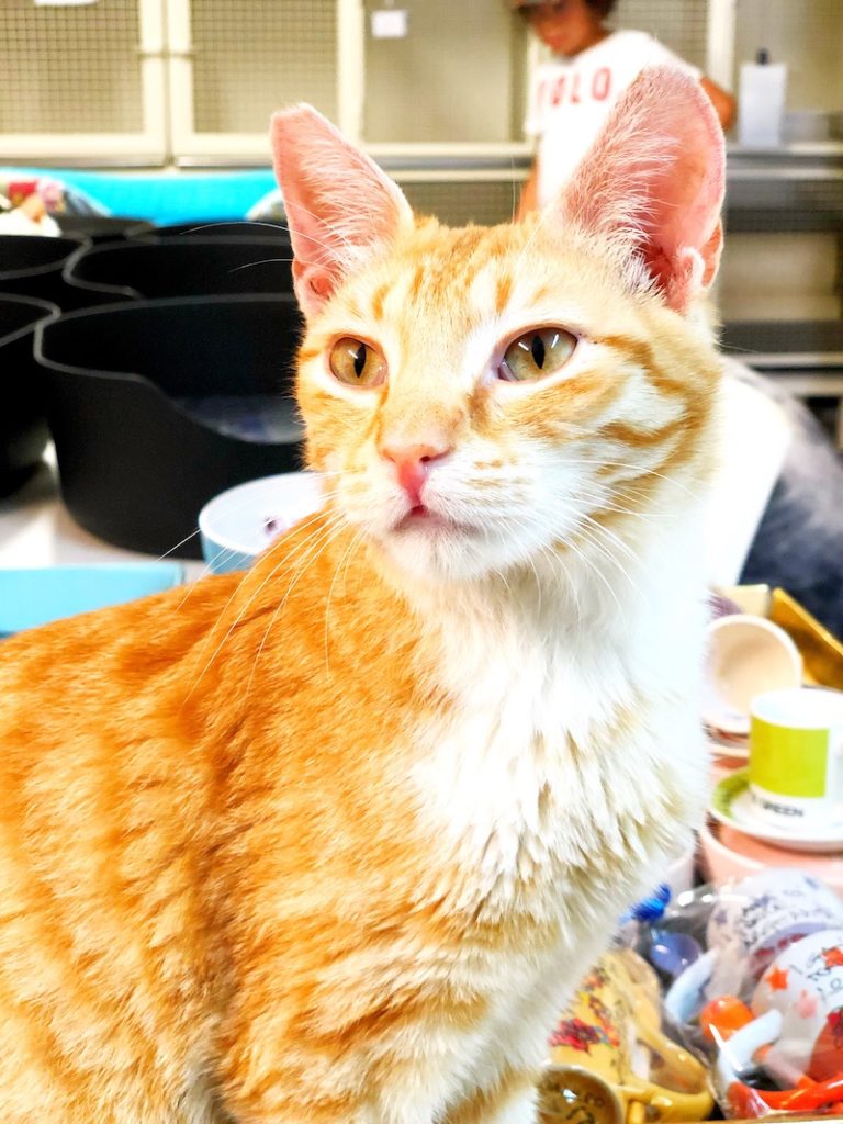 Torre Argentina cat sanctuary in Rome by Orange County guide for families