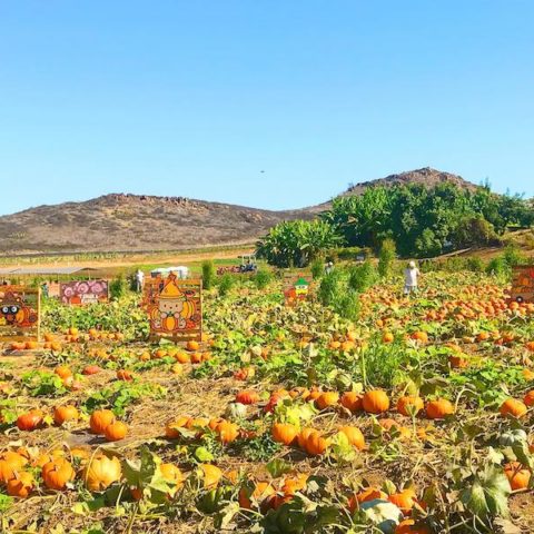 FREE Orange County Weekend Events for Families - 9/30-10/2