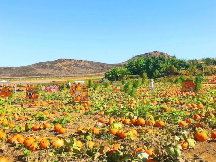 Pumpkin patches in Orange County (2023) - Orange County guide for families