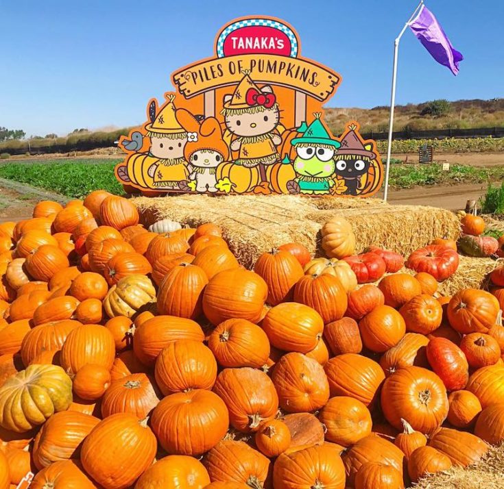 Hello Kitty at Tanaka Farms - Living Mi Vida Loca