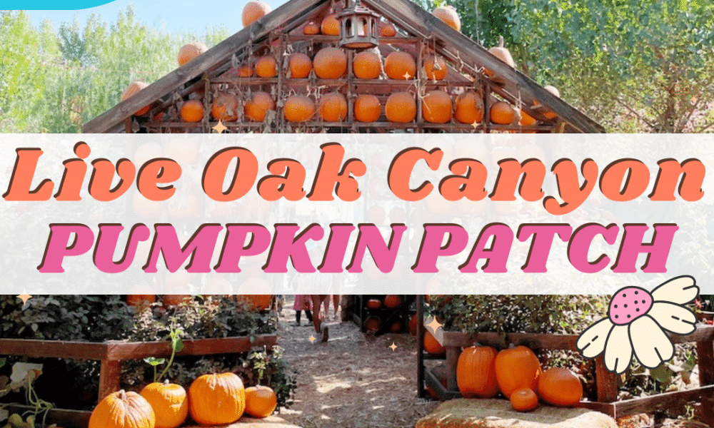 Live Oak Canyon Pumpkin Patch : Biggest pumpkin patch in Southern ...