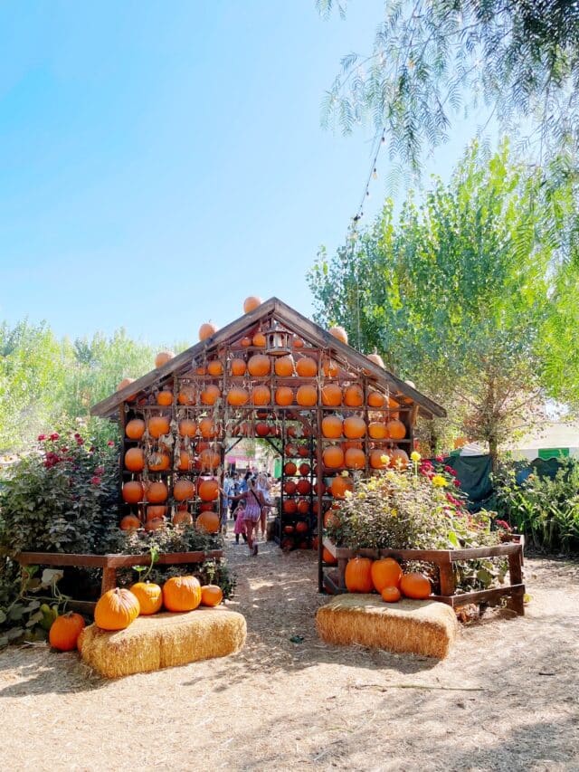 Live Oak Canyon Pumpkin Patch : Biggest pumpkin patch in Southern ...