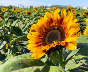 Sunflower picking in Costa Mesa at Hana Field
