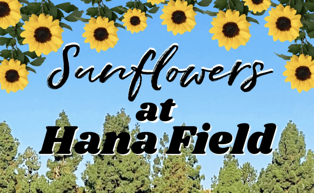 Sunflower picking in Costa Mesa at Hana Field