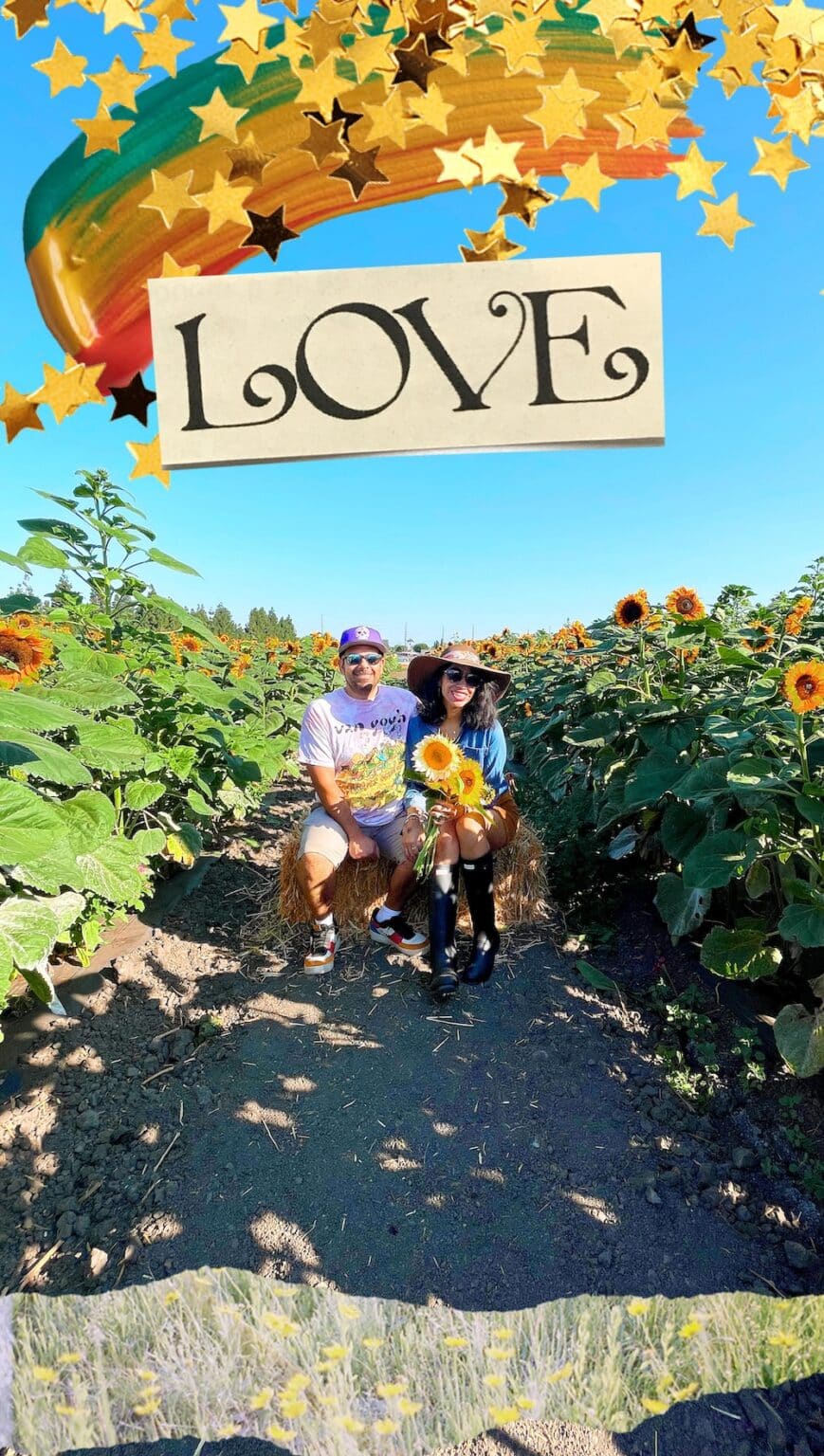 Sunflower picking in Costa Mesa at Hana Field