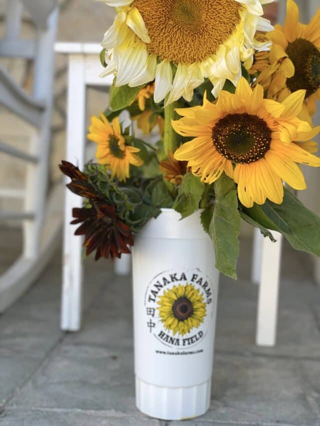 Sunflower picking in Costa Mesa at Hana Field
